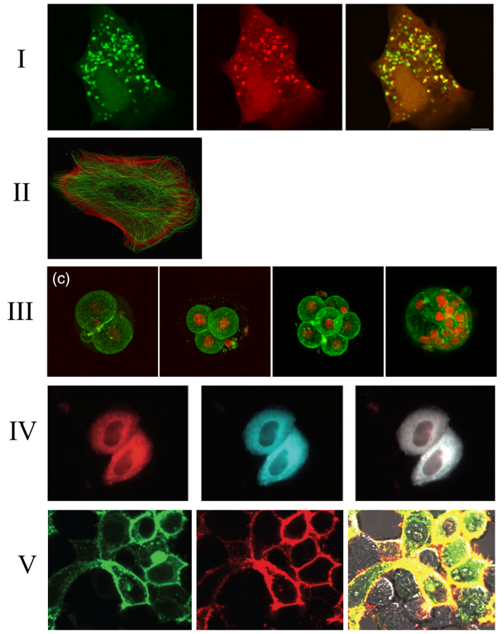 Solved 8. (10 pts) Using the fluorescently-tagged protein | Chegg.com