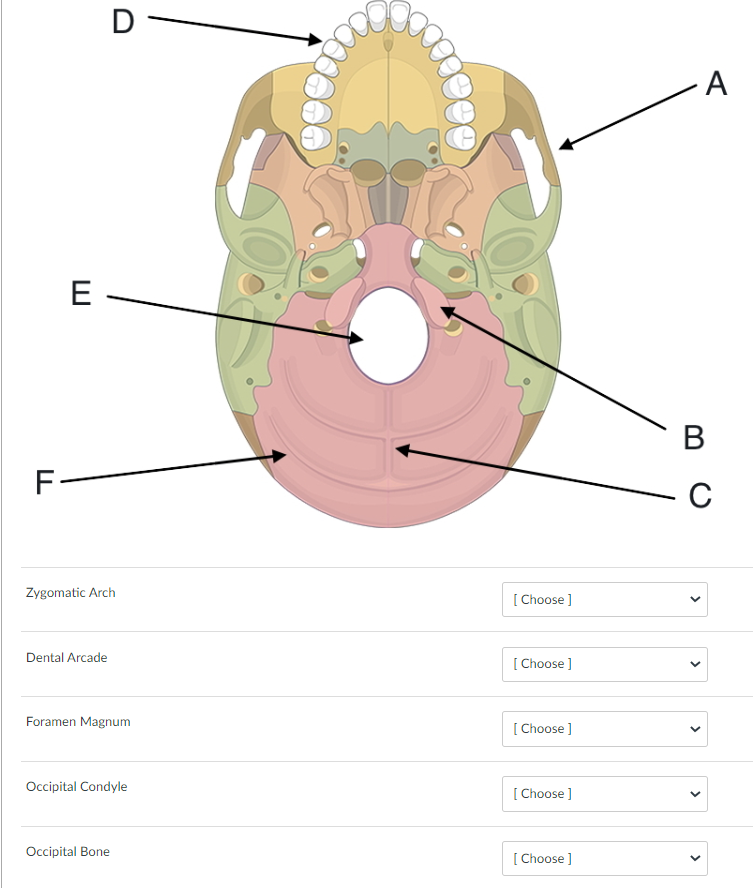 Occipital Bone Foramen Magnum