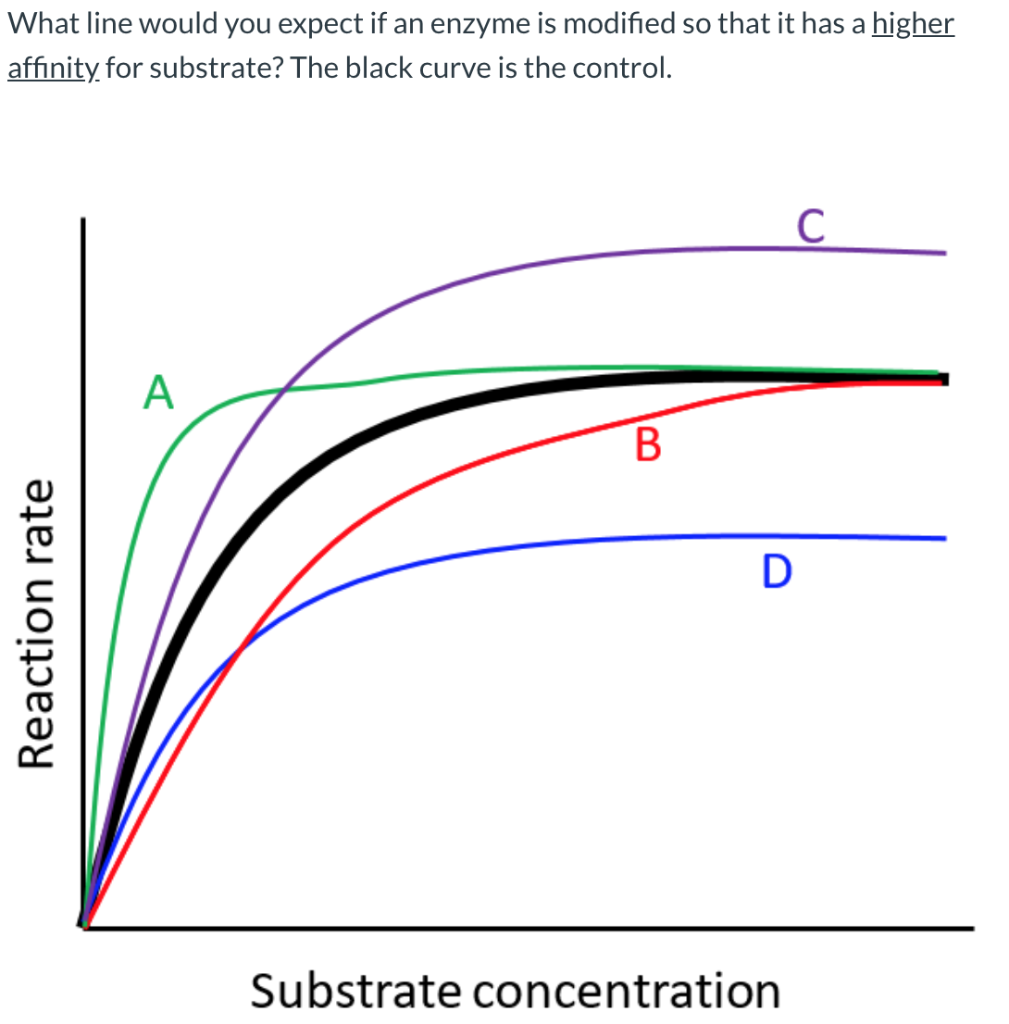 Solved What line would you expect if an enzyme is modified | Chegg.com