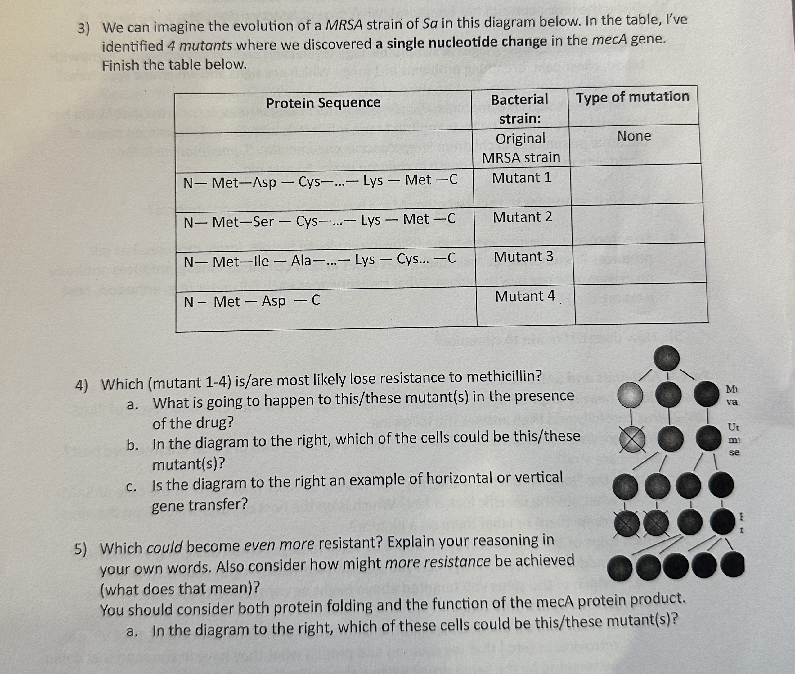 3) We can imagine the evolution of a MRSA strain of | Chegg.com