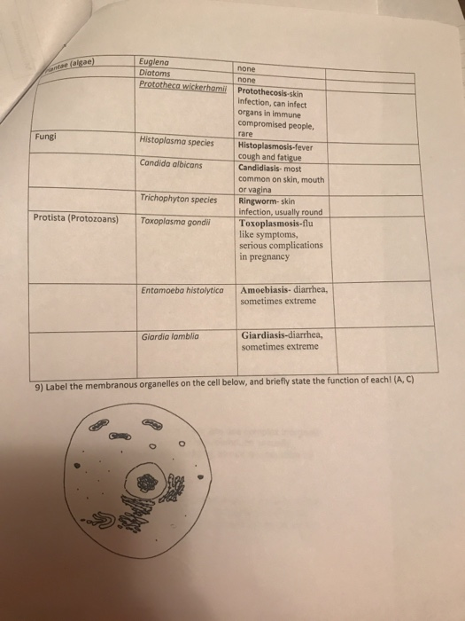 Solved STUDY GUIDE For MODULE TWO- Eukaryotic Cells 1) Which | Chegg.com