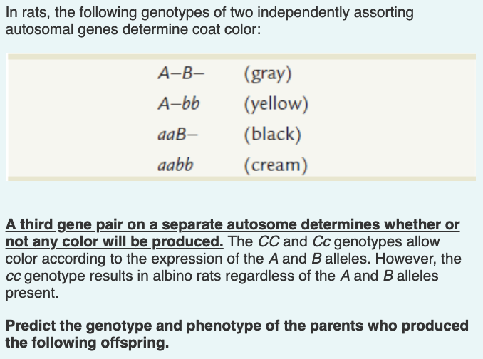 Solved In rats, the following genotypes of two independently | Chegg.com