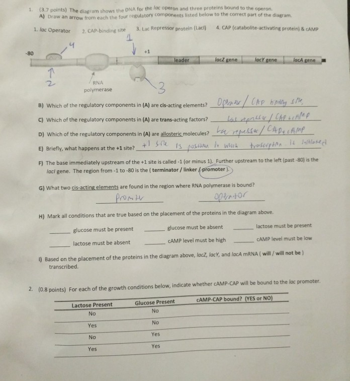 Solved The diagram shows the DNA for the lac operon and | Chegg.com