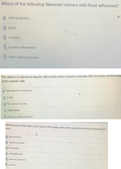 Solved Which of the following filaments interact with focal | Chegg.com