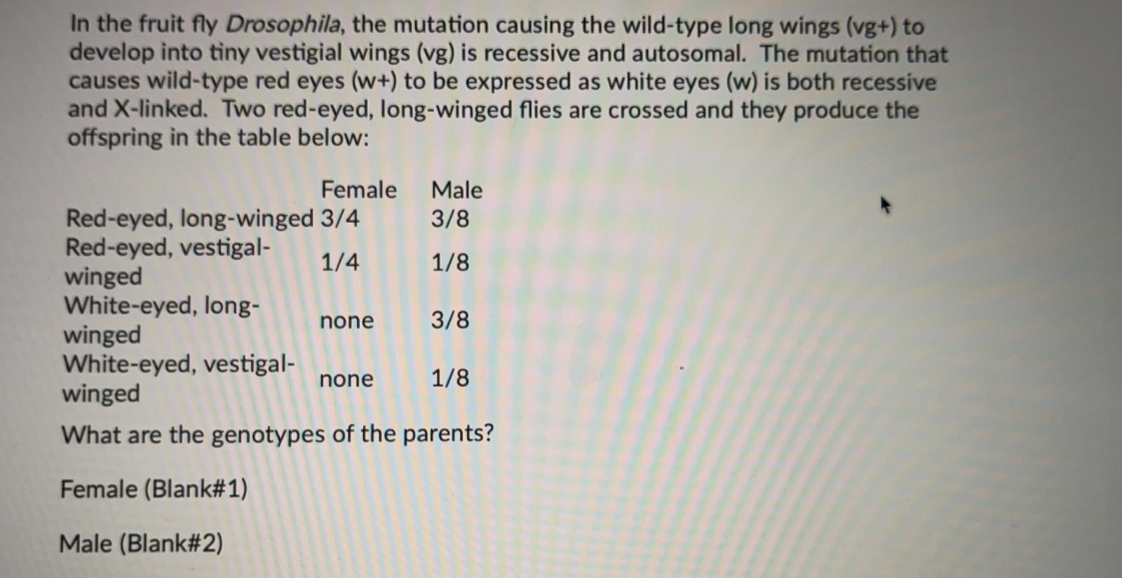 Solved In the fruit fly Drosophila, the mutation causing the | Chegg.com