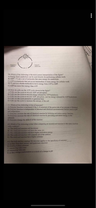 Solved son) How do cells use the ATP cycle shown in the | Chegg.com