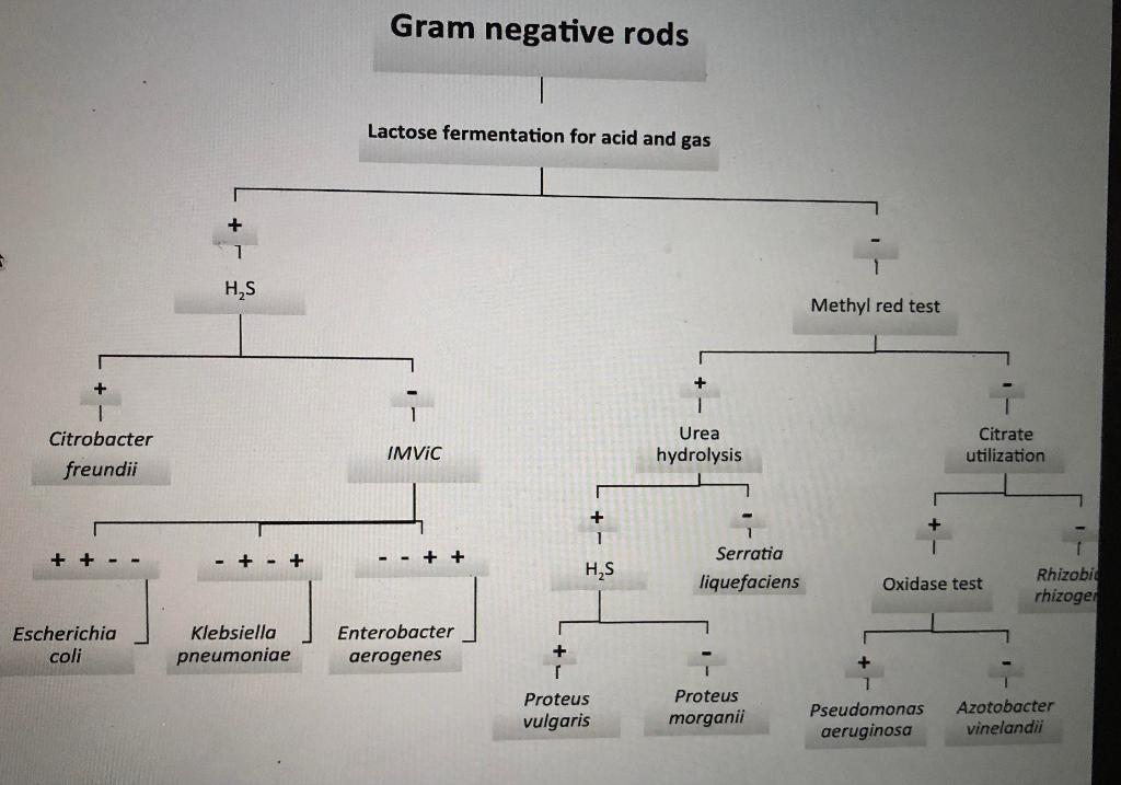 Solved Sample # 1. Gram stain result: Gram reaction, | Chegg.com