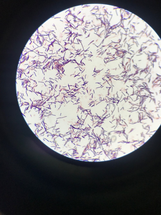 Solved where is the gram staining mix Staphylococcus aureus, | Chegg.com