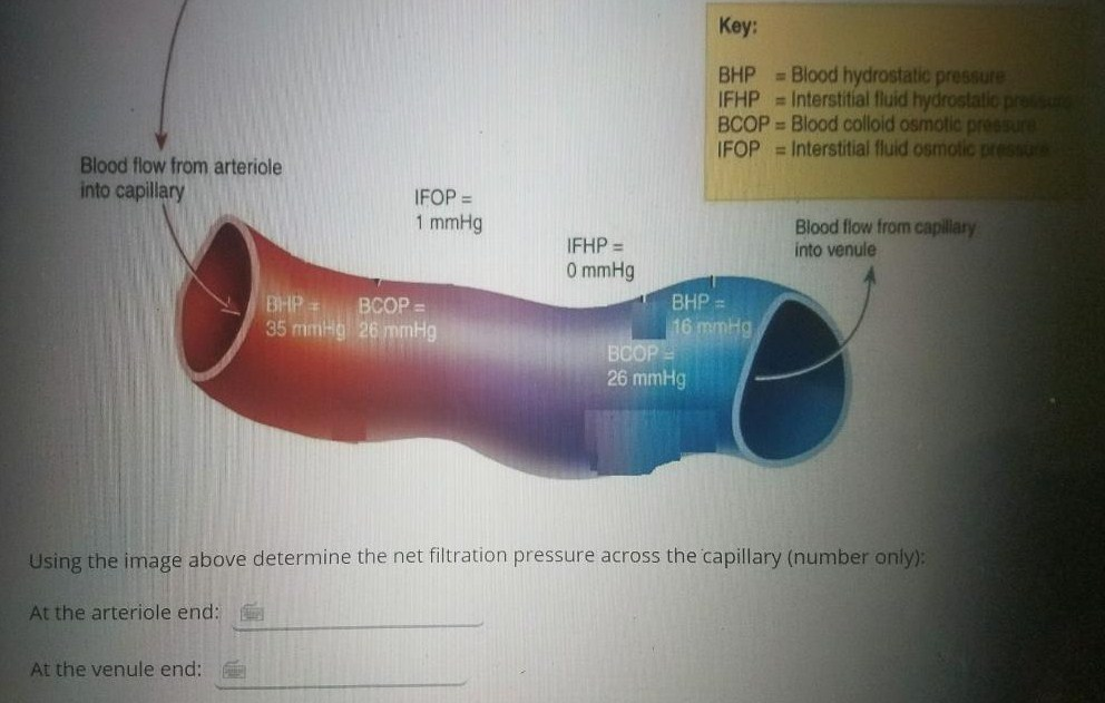 Solved Key: BHP Blood hydrostatic pressure IFHP Interstitial | Chegg.com