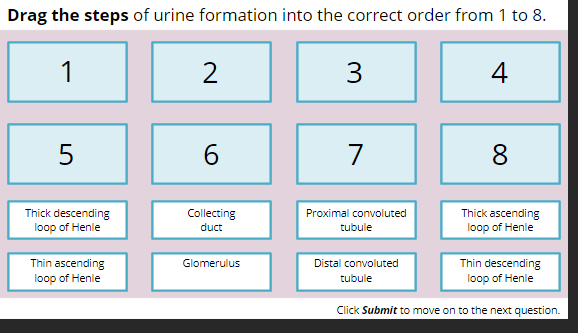 Solved Drag the steps of urine formation into the correct | Chegg.com
