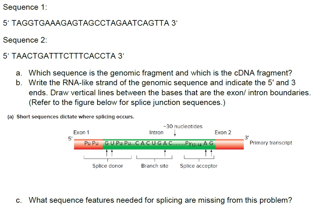 Solved Sequence 1: 5' TAGGTGAAAGAGTAGCCTAGAATCAGTTA 3' | Chegg.com Solved Sequence 1: 5' TAGGTGAAAGAGTAGCCTAGAATCAGTTA 3' | Chegg.com