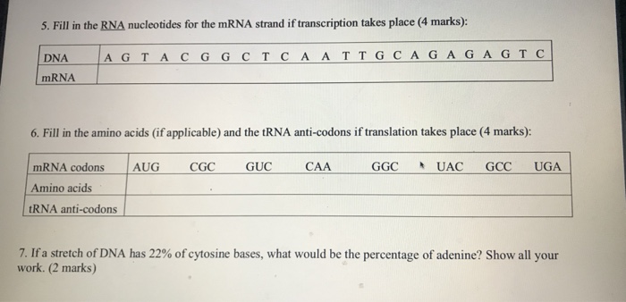 Solved 5. Fill in the RNA nucleotides for the mRNA strand if | Chegg.com