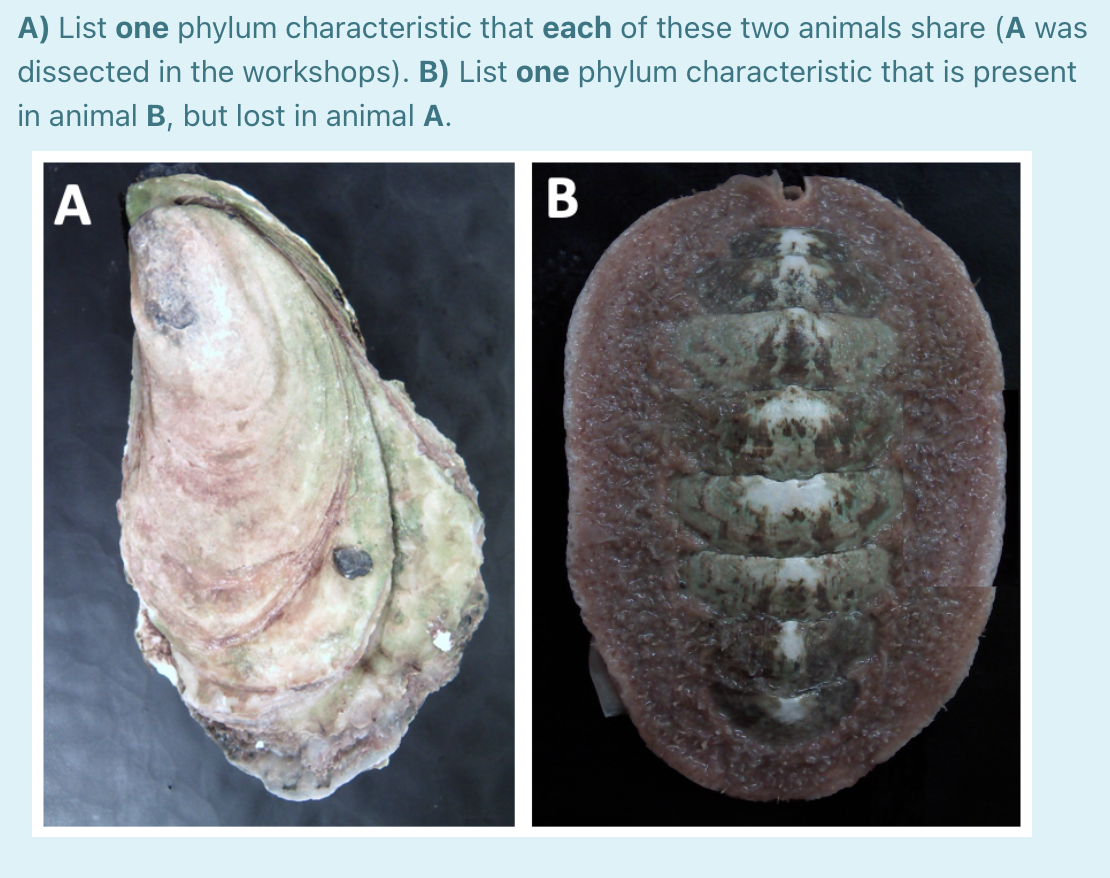 Solved A) List one phylum characteristic that each of these | Chegg.com