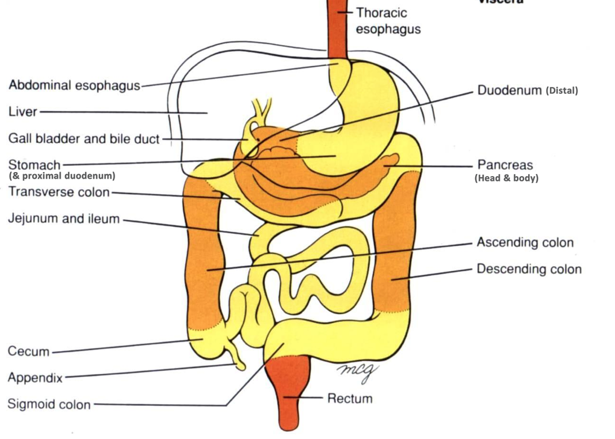Ascending Colon Retroperitoneal
