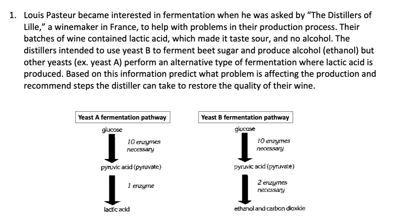 Solved 1. Louis Pasteur became interested in fermentation | Chegg.com