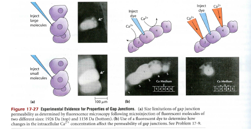 Solved Inject dye Inject dye Inject large molecules C Inject | Chegg.com