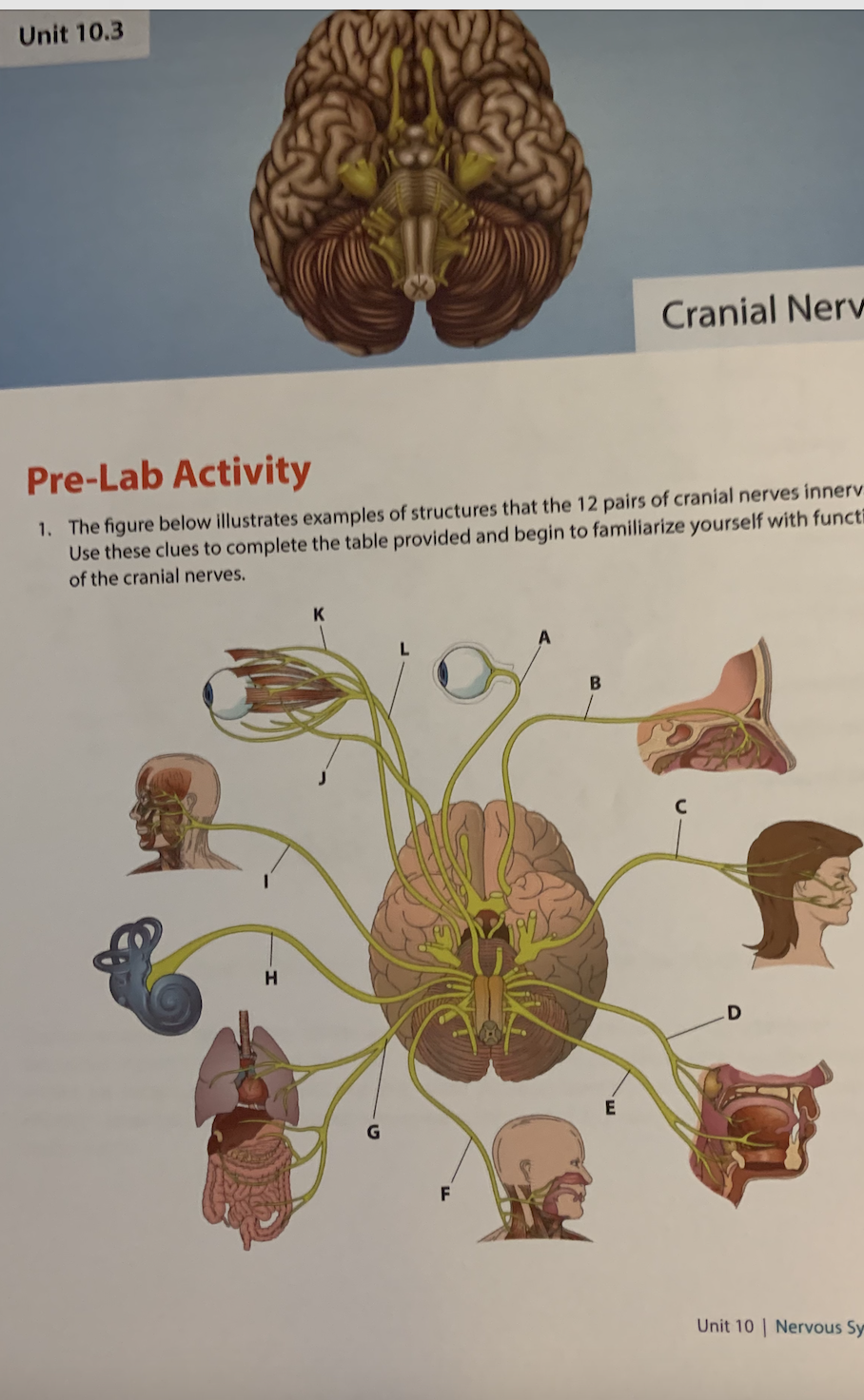 Solved What is the cranial nerve number and name to each of | Chegg.com