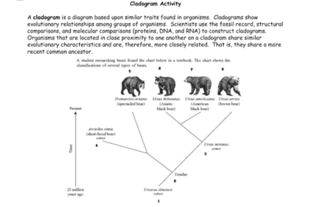 Solved Cladogram Activity A cladogram is a diogram based | Chegg.com