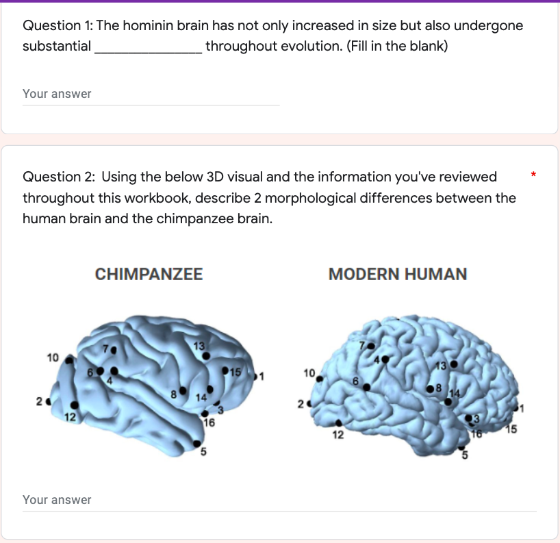 Solved Question 1: The hominin brain has not only increased | Chegg.com