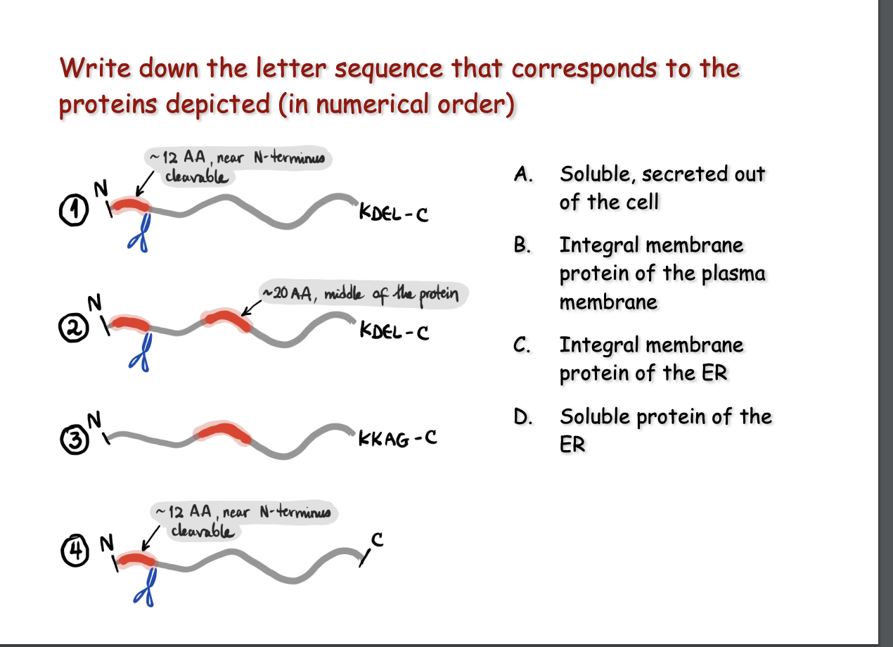 Solved Write down the letter sequence that corresponds to | Chegg.com