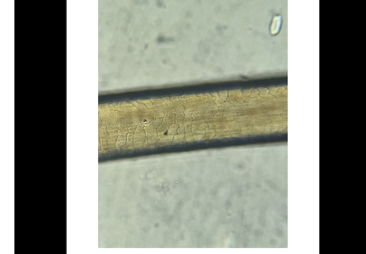 19:28 52 Hair Evidence - Liam Miller Fal23 BIOL 011 | Chegg.com