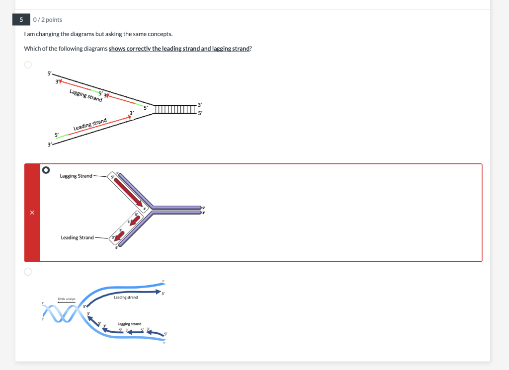 Solved Primase has just added a Primer in the upper strand. | Chegg.com