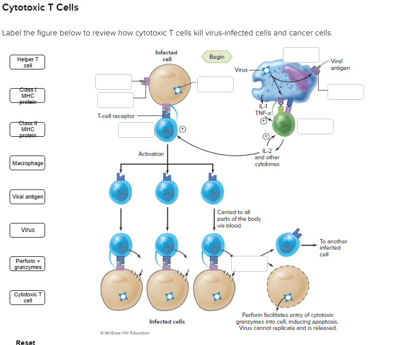 Solved Cytotoxic T Cells Label the figure below to review | Chegg.com