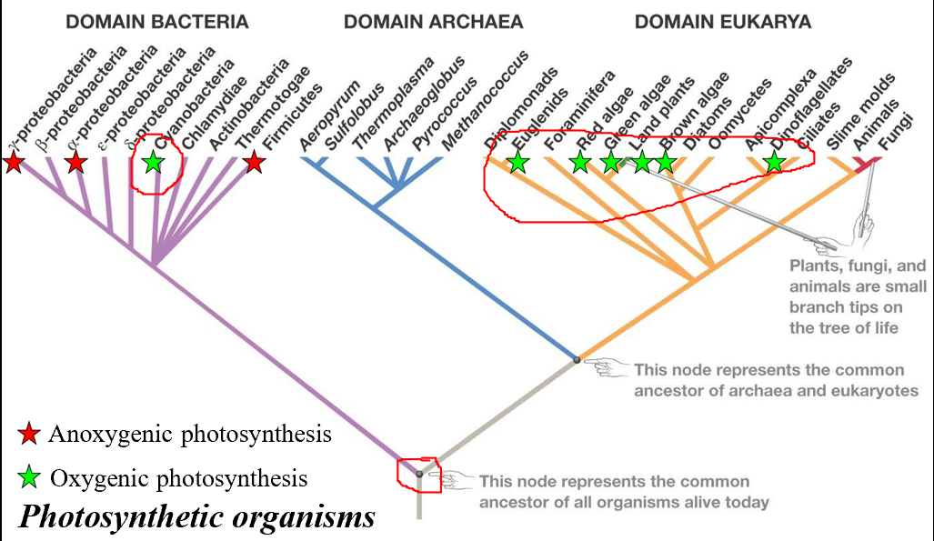 Solved DOMAIN BACTERIA DOMAIN ARCHAEA DOMAIN EUKARYA ori en | Chegg.com
