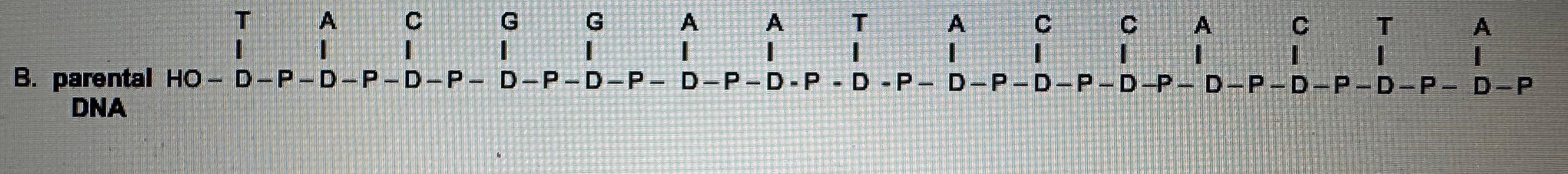 1. Replicate the DNA by drawing the complement of the | Chegg.com