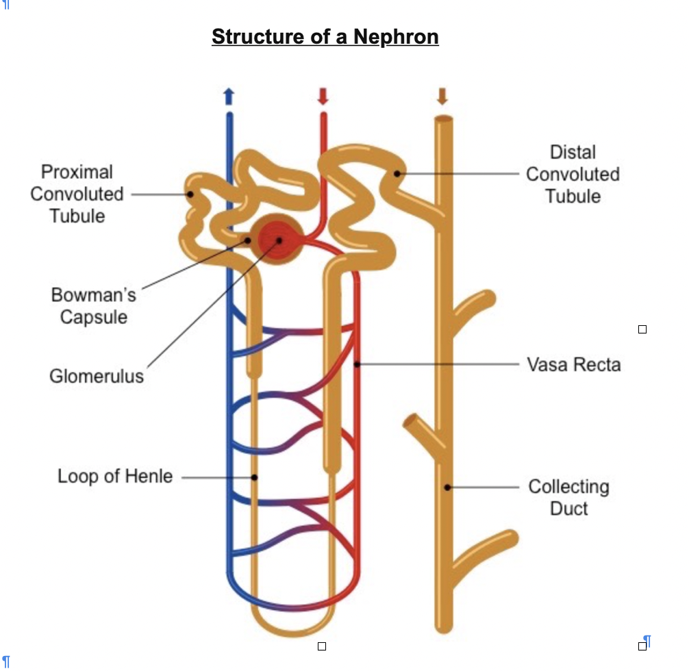 Solved Examine the human nephron in the image of below and | Chegg.com