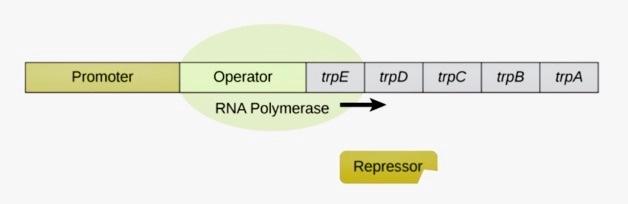 Solved (BIOCHEMISTRY) Prokaryotic trp operon, encodes the | Chegg.com