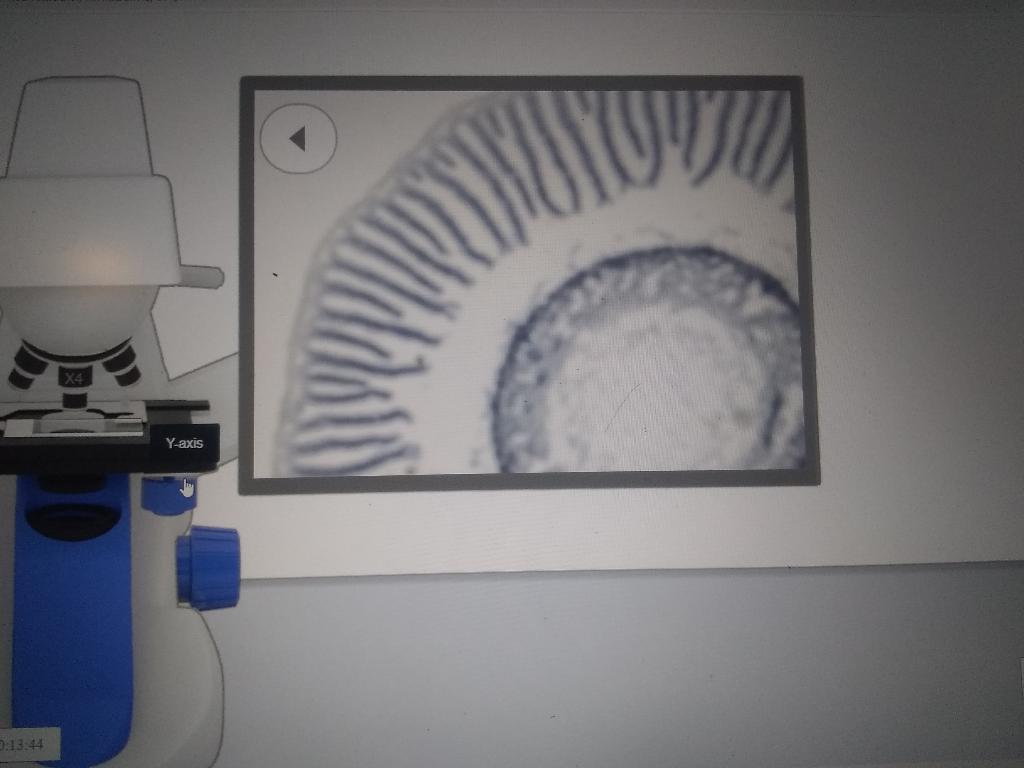 Solved Label the hyphae, basidia, and basidiospores of the | Chegg.com