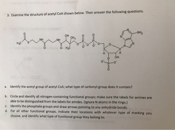 Solved 3. Examine the structure of acetyl CoA shown below. | Chegg.com