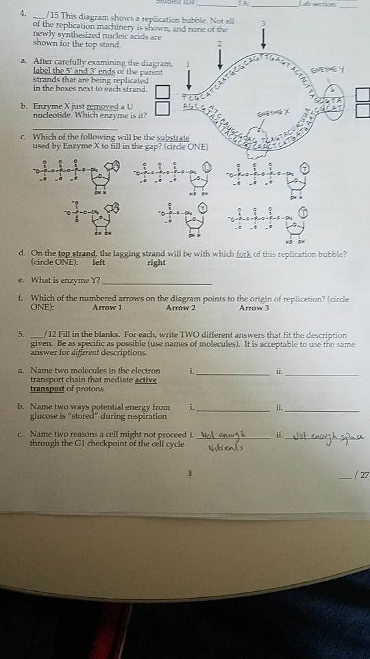 Solved 5D- 4.-/15 This diagram shows a replication bubble | Chegg.com