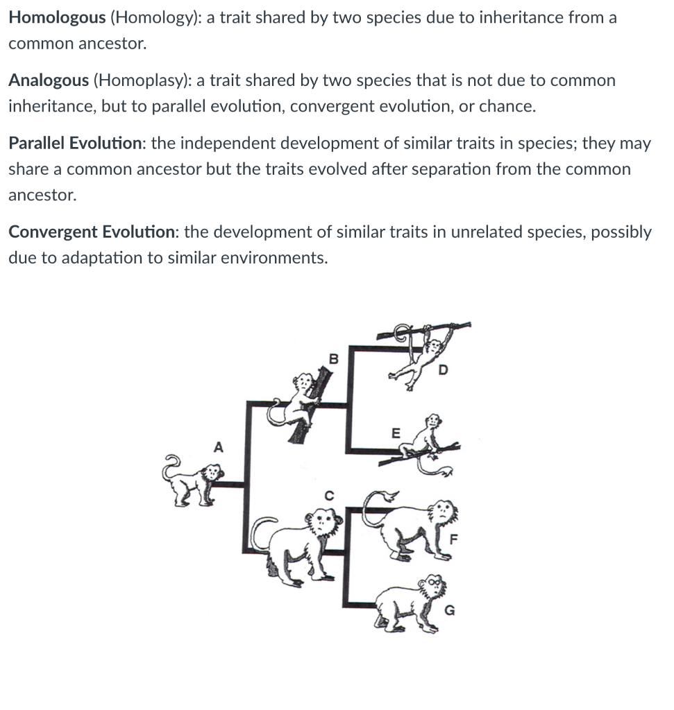 Solved Homologous (Homology): a trait shared by two species | Chegg.com