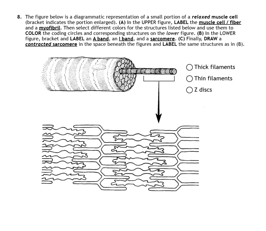 Solved 8. The figure below is a diagrammatic representation | Chegg.com