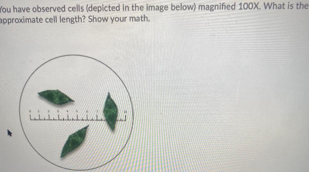 Solved You have observed cells (depicted in the image below) | Chegg.com