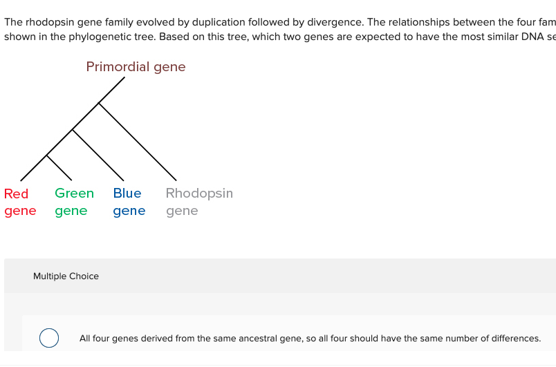 Solved The rhodopsin gene family evolved by duplication | Chegg.com