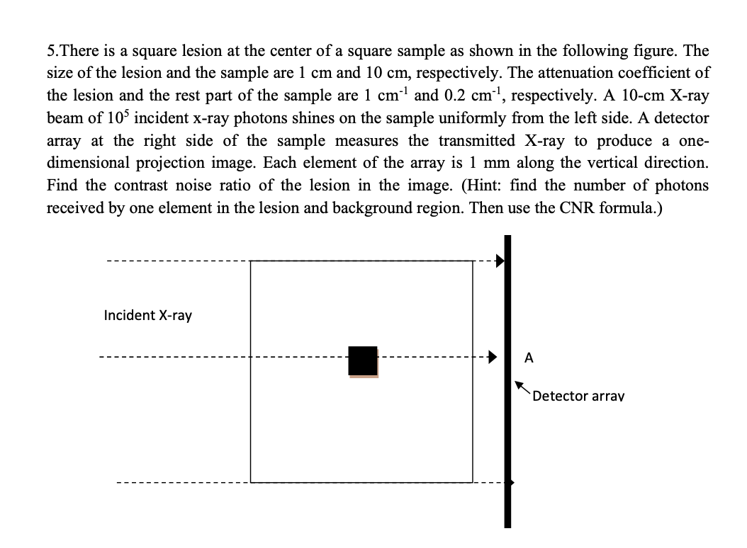 Solved 5.There is a square lesion at the center of a square | Chegg.com