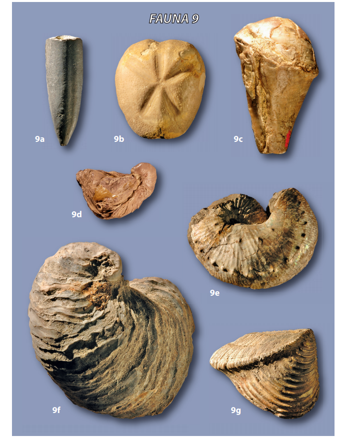 Solved Question 1 1.5 pts For Fauna 2, what is the most | Chegg.com