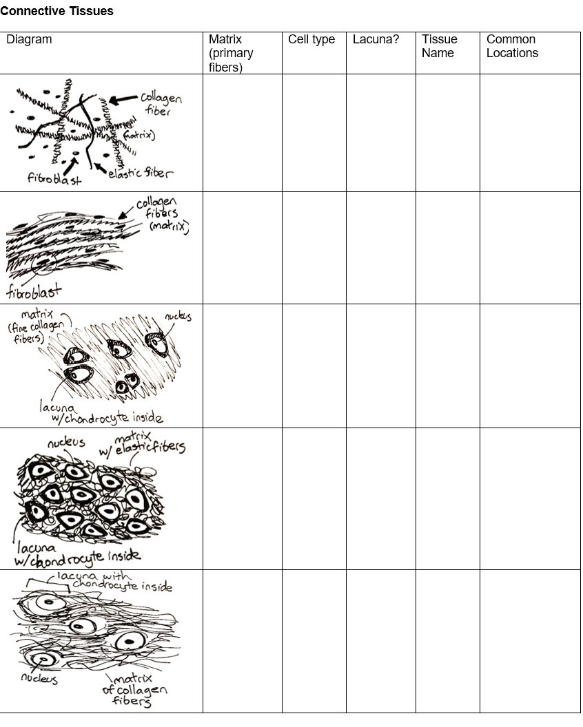 Solved Connective Tissues | Chegg.com