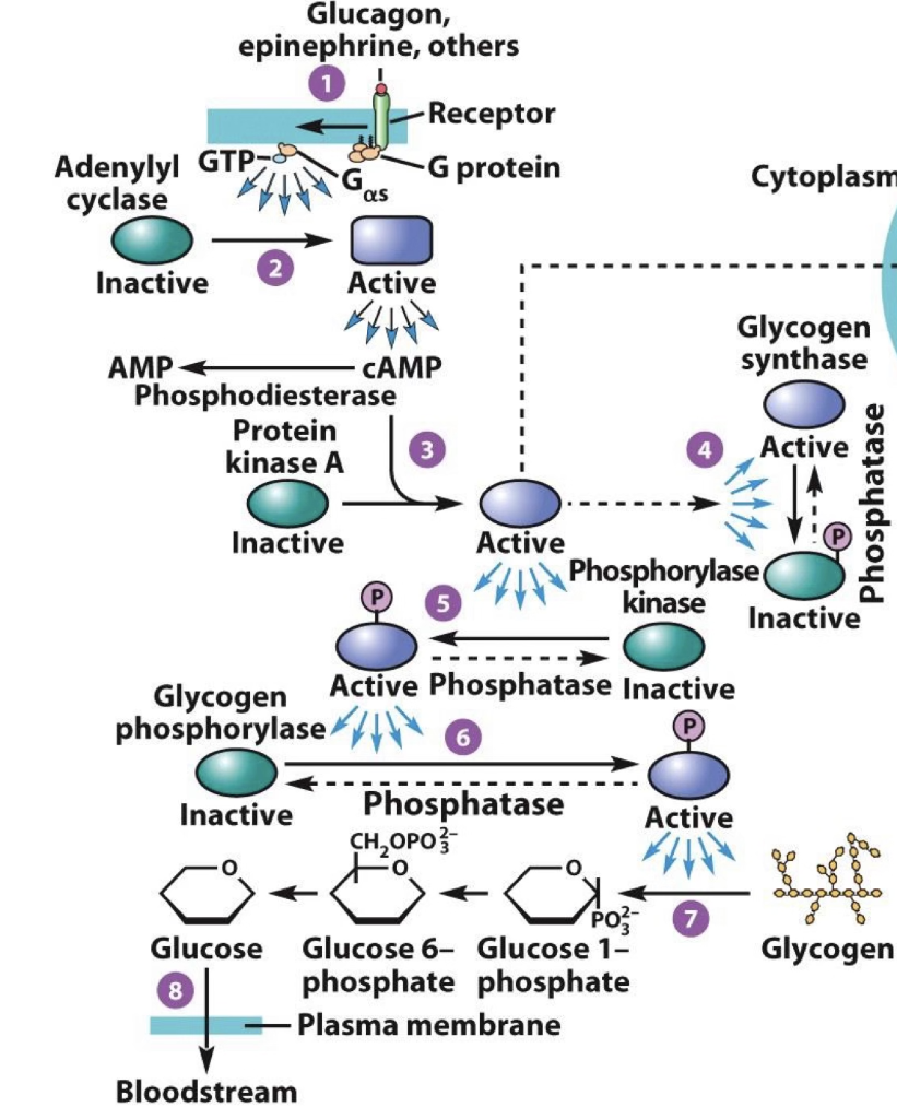 Solved Researchers are studying signaling of through the | Chegg.com