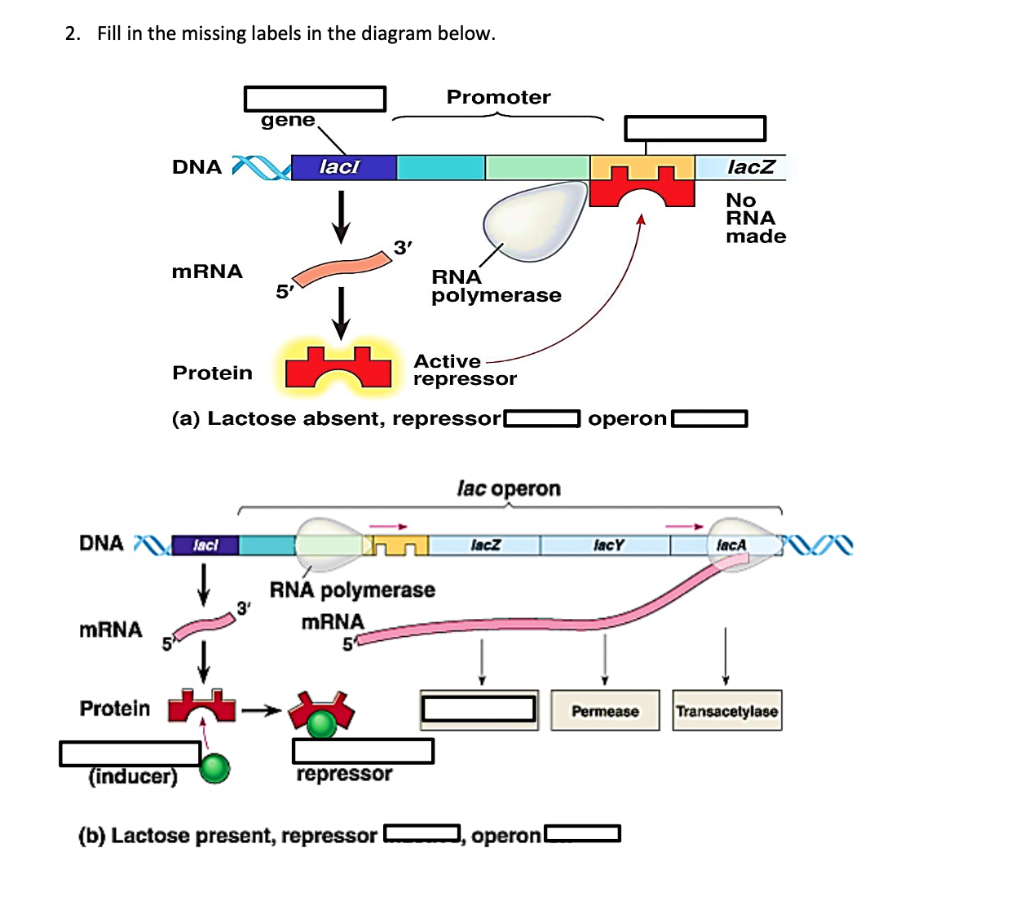 Solved 2. Fill in the missing labels in the diagram below. | Chegg.com