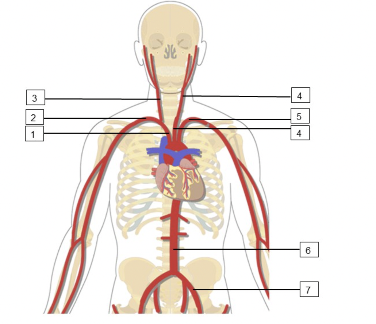 Solved Right jugular artery Right common carotid artery | Chegg.com
