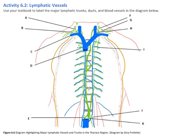 Solved Fill in the diagram below Activity 6.2: Lymphatic | Chegg.com