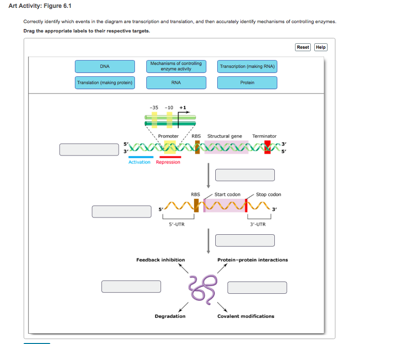 Solved Art Activity: Figure 6.1 Correctly identify which | Chegg.com