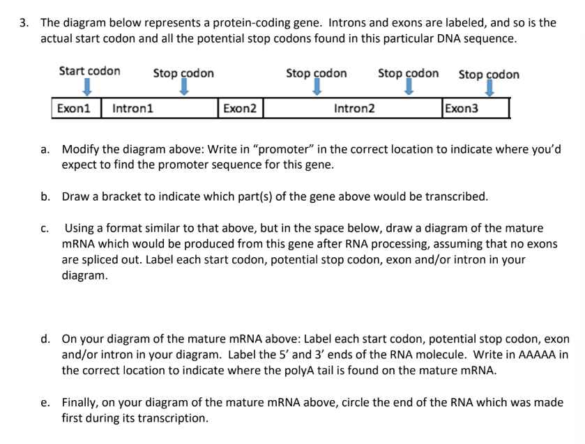 3. ﻿The diagram below represents a protein-coding | Chegg.com