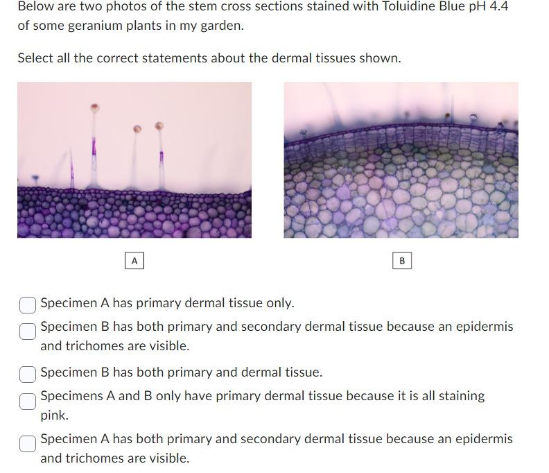 Solved Below are two photos of the stem cross sections | Chegg.com