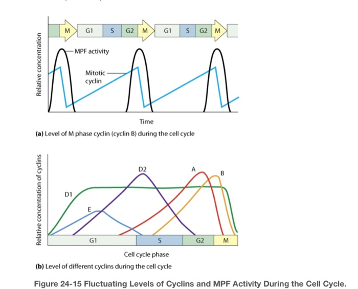Part III: MPF and APC A. Using Figure 24-15 as your | Chegg.com