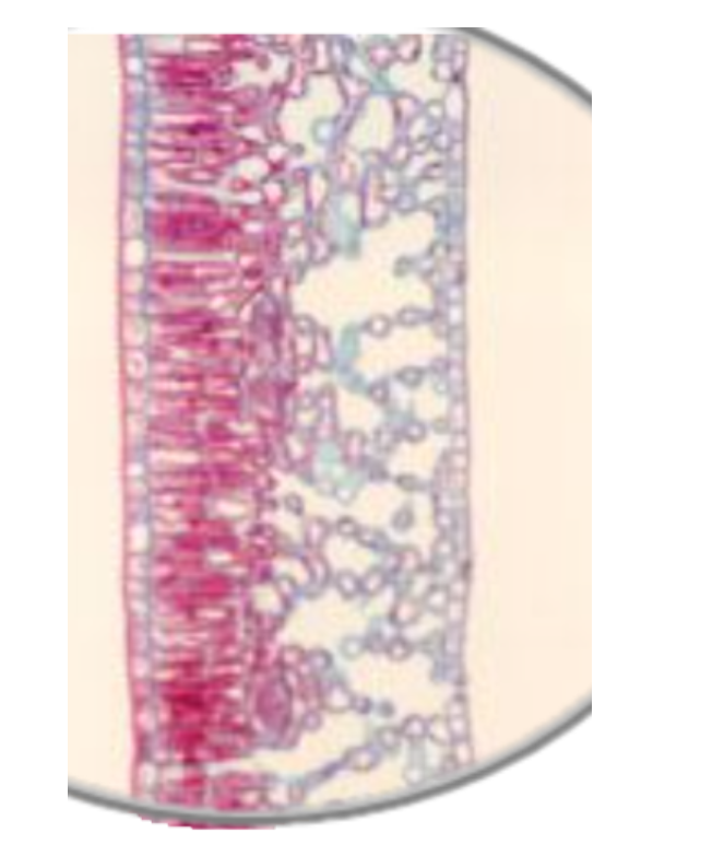draw and label a diagram of a Dicot Leaf Cross | Chegg.com